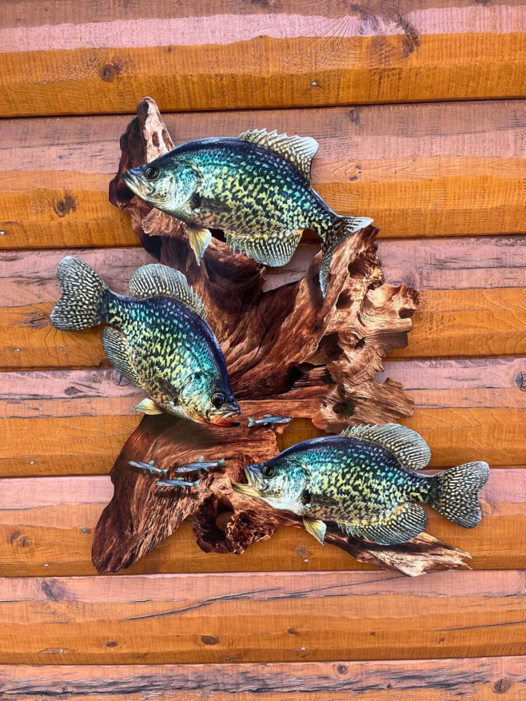 Crappie Replica Mount: The 5 Best Picks And Complete Guide | Reelistic ...
