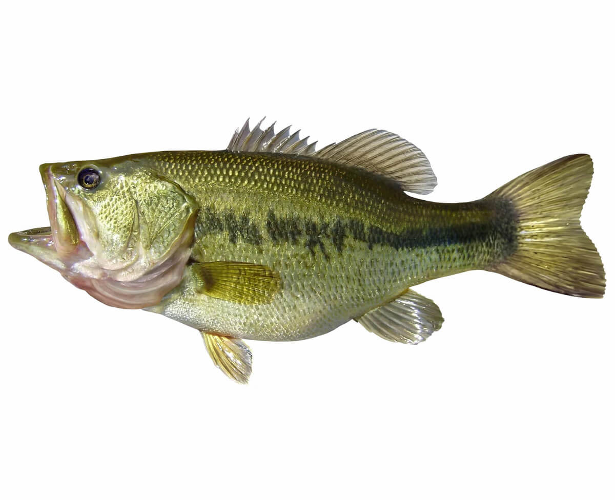 23 Inch 2D Largemouth Bass Replica Art | Reelistic Replicas