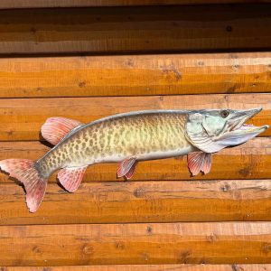 52 Inch 2D Musky Replica Art | Reelistic Replicas