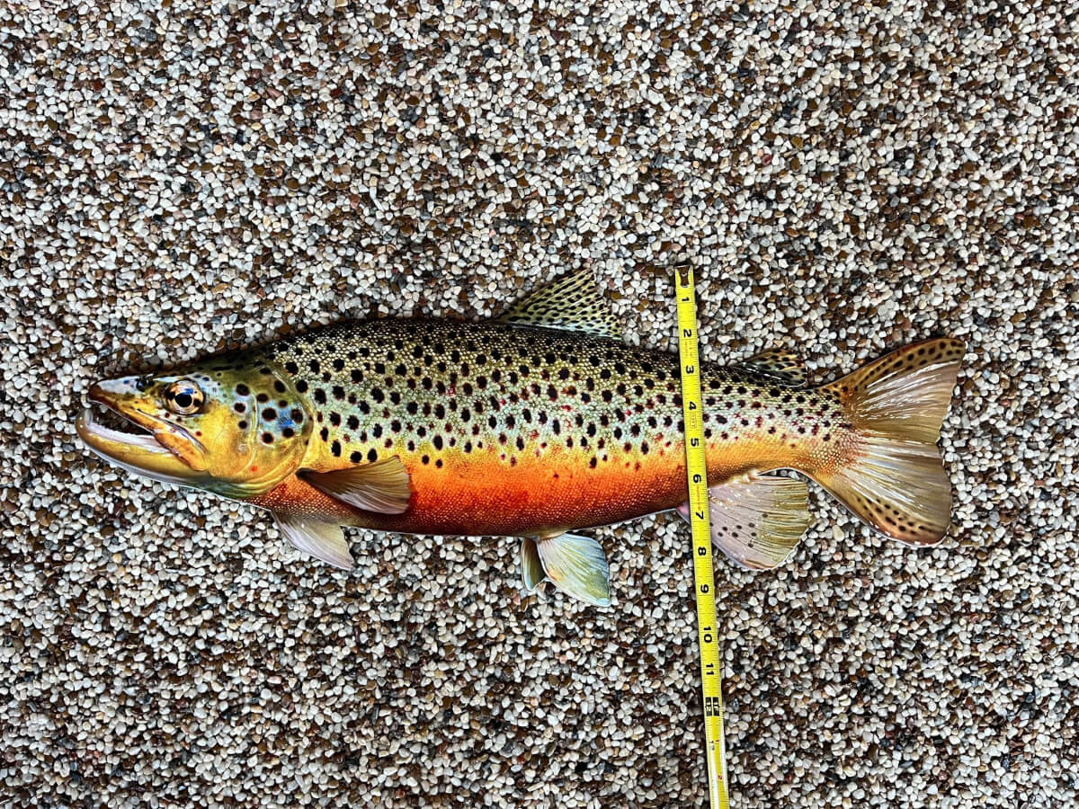 24 Inch 2D Brown Trout Replica Art | Reelistic Replicas