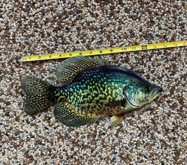 14 Inch CM 2D Crappie Replica Art | Reelistic Replicas
