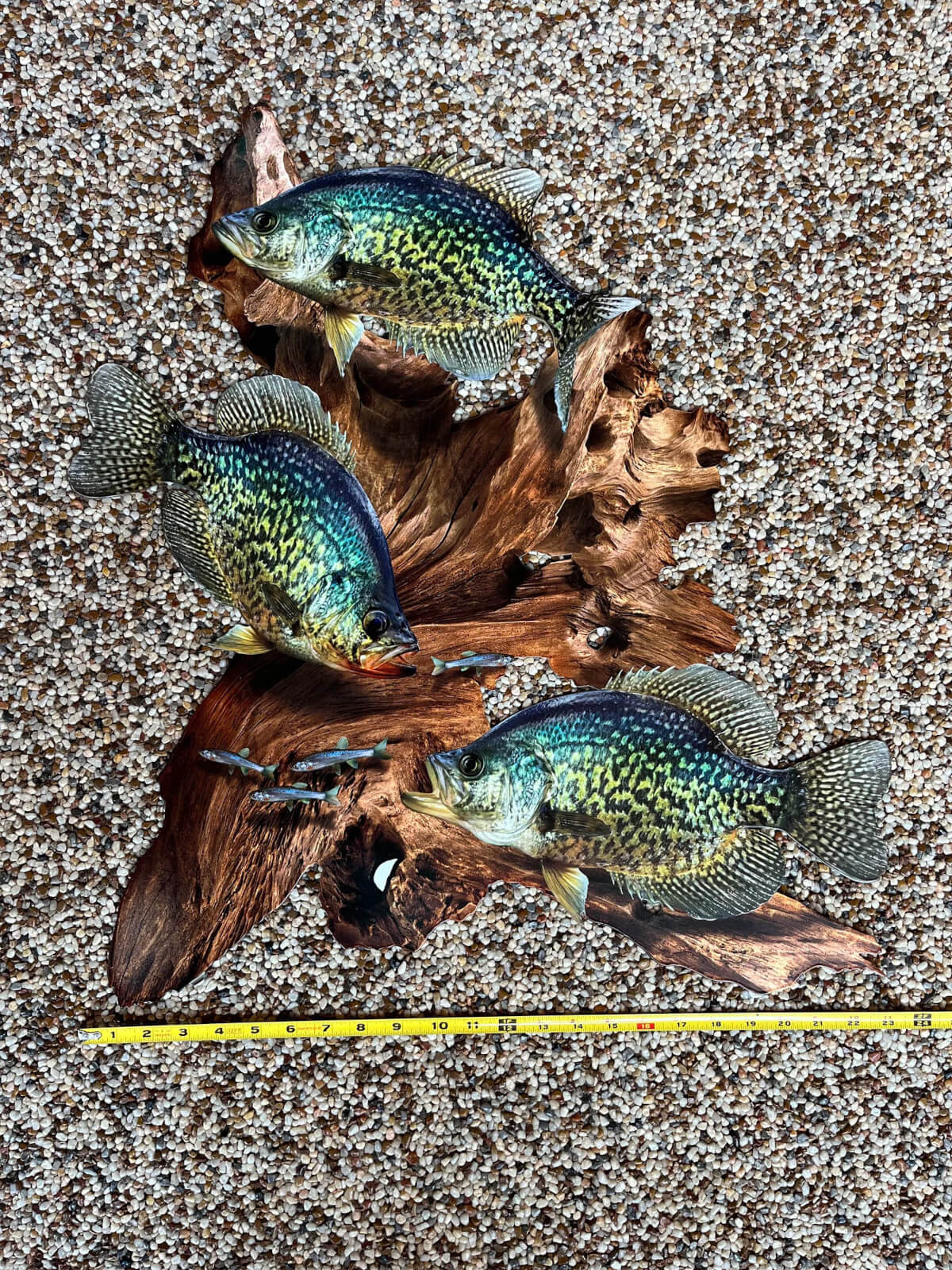 Crappie Replica Driftwood Scene | Reelistic Replicas
