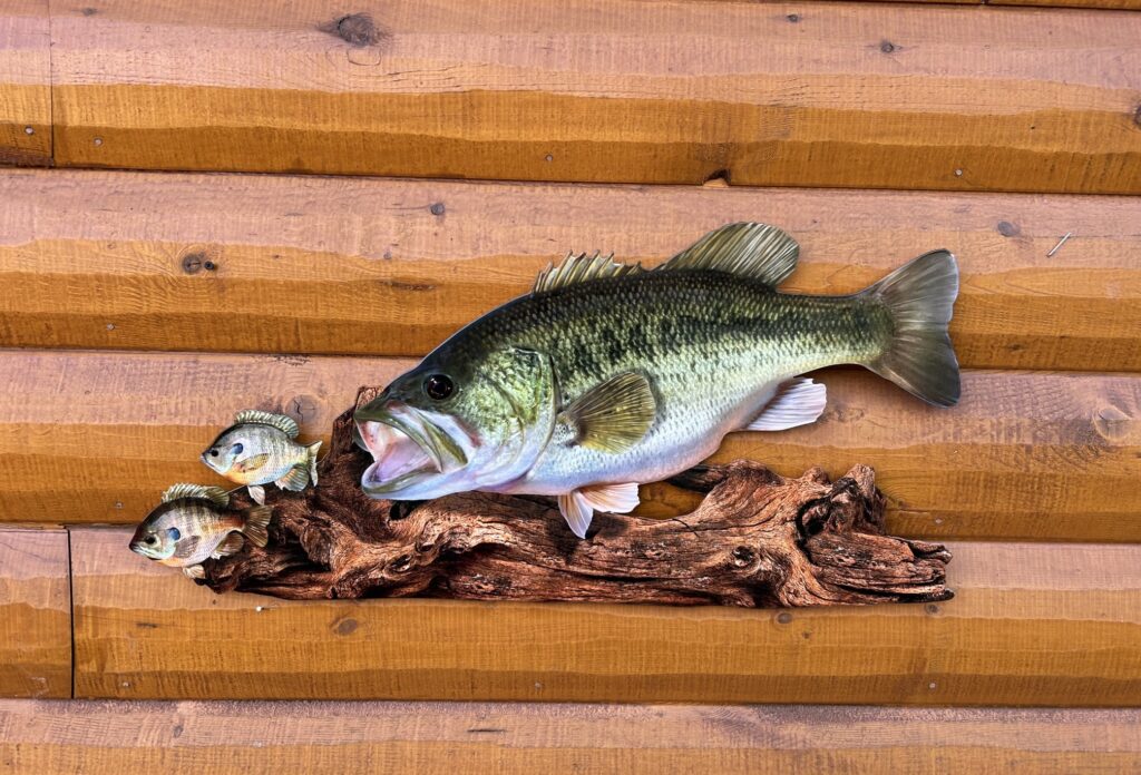 Largemouth Bass Replica Driftwood Scene | Reelistic Replicas