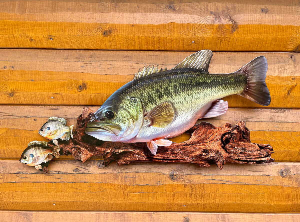 Largemouth Bass Replica Driftwood Scene | Reelistic Replicas