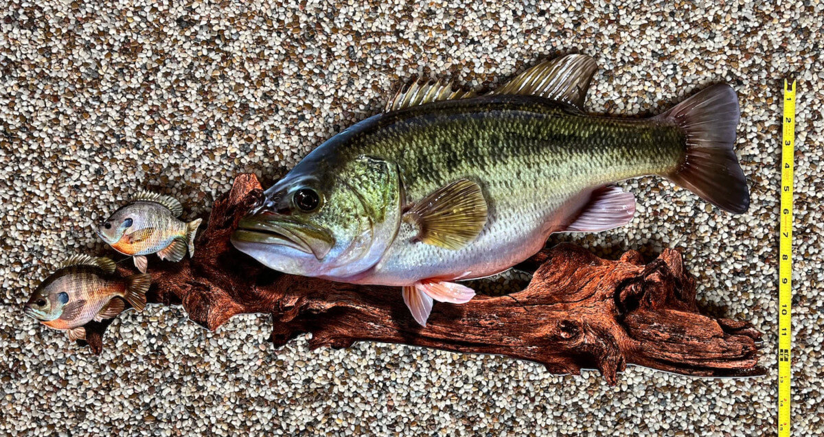 Largemouth Bass Replica Driftwood Scene | Reelistic Replicas