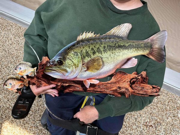 Largemouth Bass Replica Driftwood Scene | Reelistic Replicas