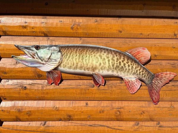 52 Inch 2D Musky Replica Art | Reelistic Replicas