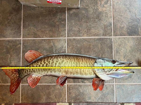 52 Inch 2D Musky Replica Art | Reelistic Replicas