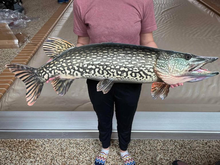 Northern Pike Replica (Alternative 2D Northern Pike Mount)