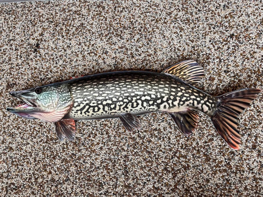 Northern Pike Replica (Alternative 2D Northern Pike Mount)