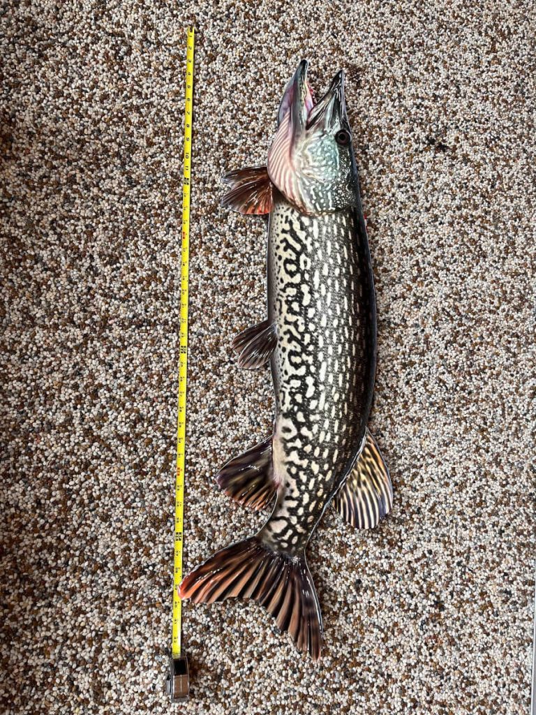 Northern Pike Replica (Alternative 2D Northern Pike Mount)