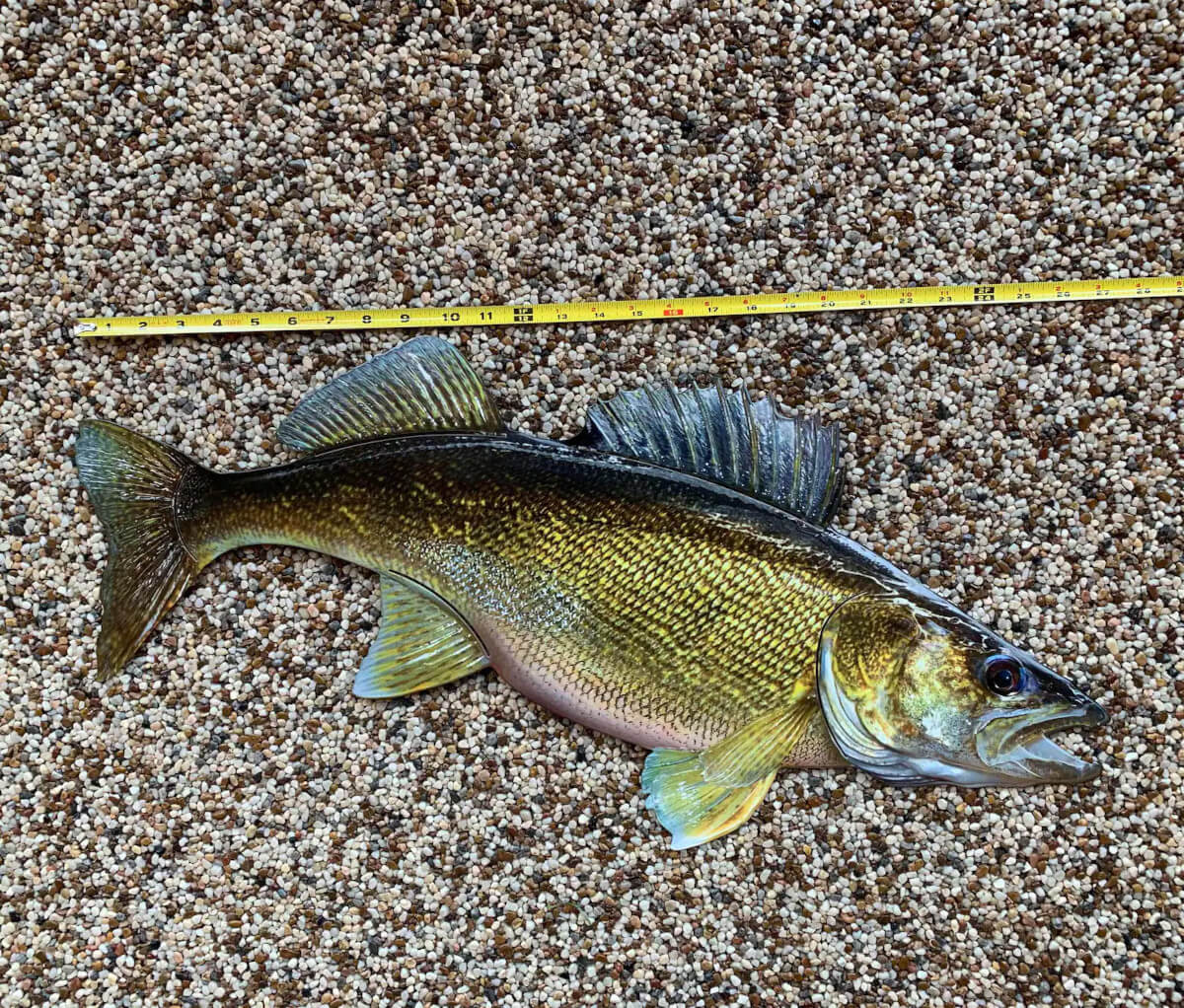 30 Inch 2D Walleye Replica Wall Art | Reelistic Replicas