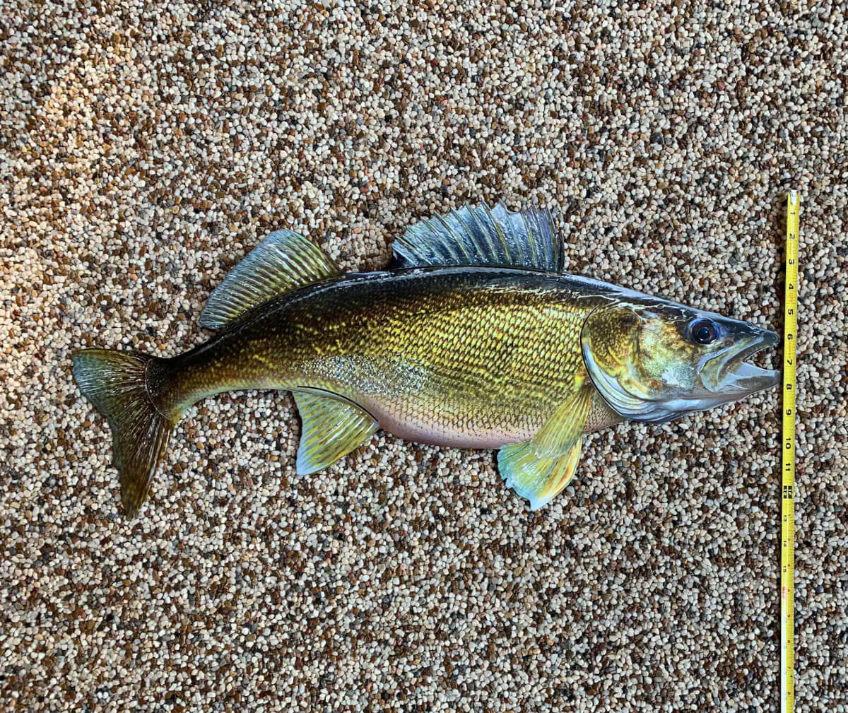 30 Inch 2D Walleye Replica Wall Art | Reelistic Replicas