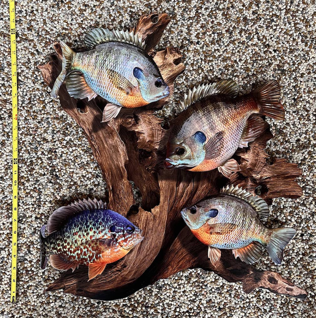 11 Inch 2D Bluegill Replica Art | Reelistic Replicas