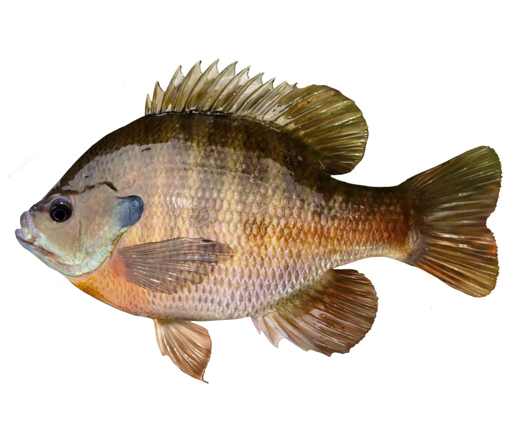 Reelistic Replicas | Lifelike Fish Replicas