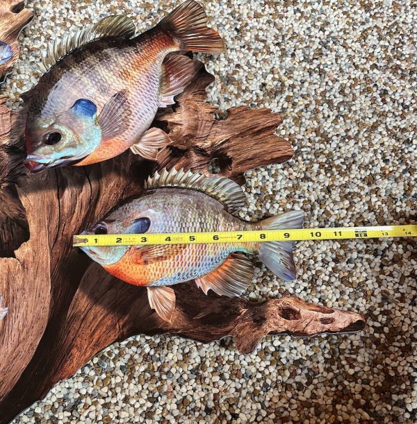 Bluegill Replica Driftwood Scene | Reelistic Replicas