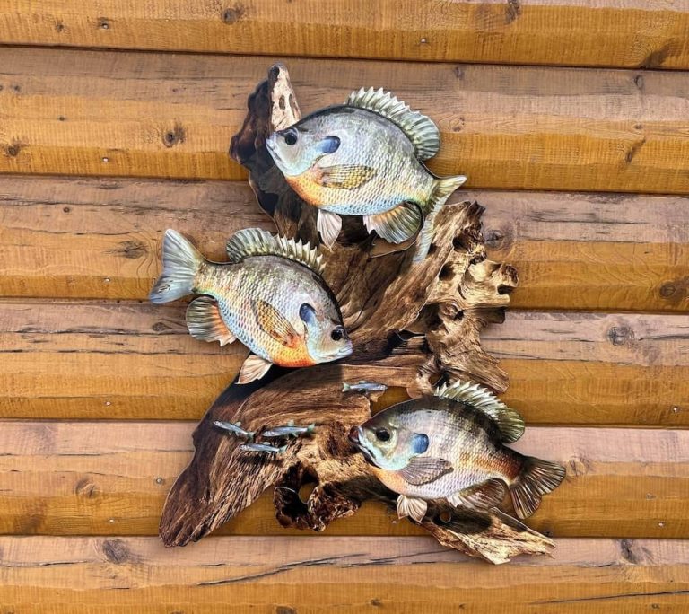 Bluegill Replica Driftwood Scene | Reelistic Replicas