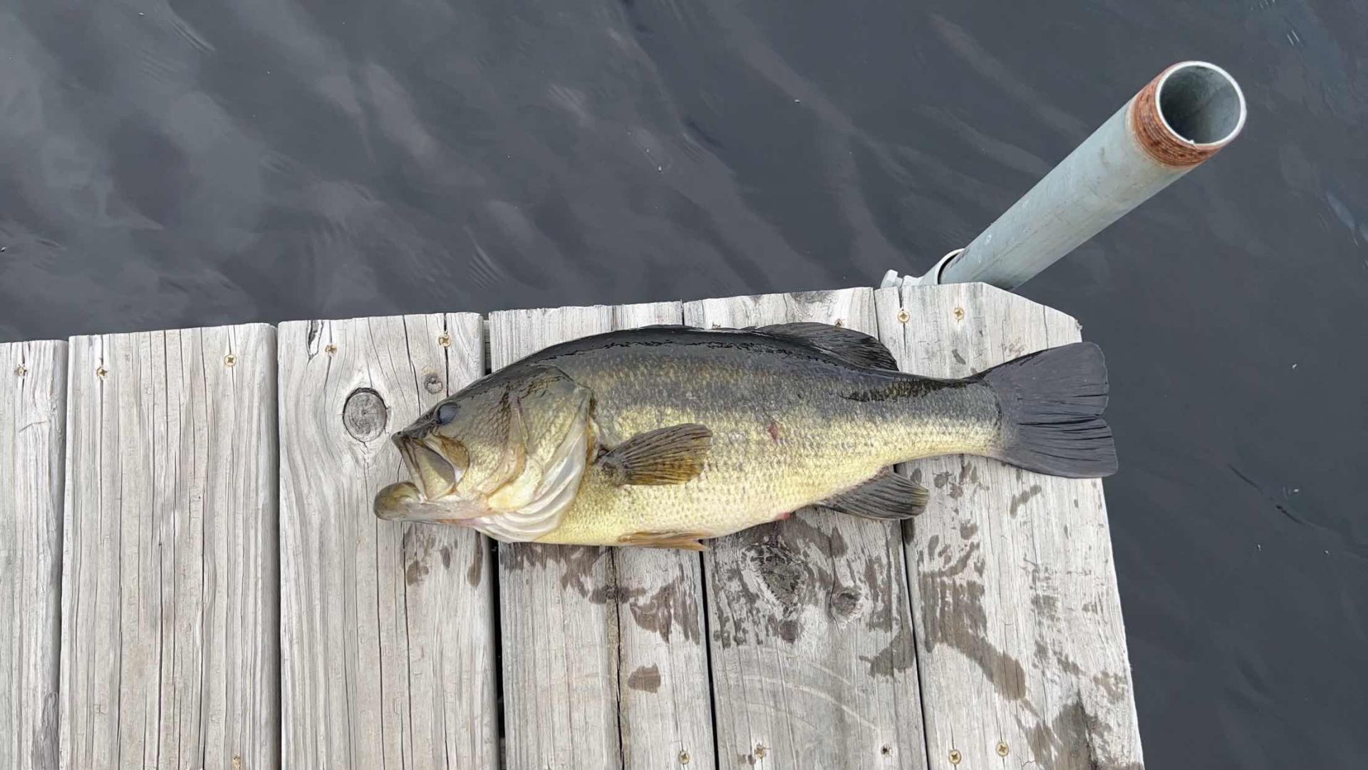 How Do You Preserve A Fish For Mounting? Step-By-Step Guide ...