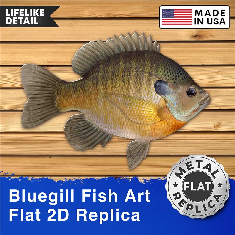 11 Inch 2D Bluegill Replica Art | Reelistic Replicas