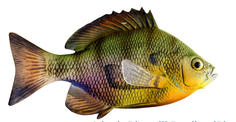 Bluegill Replica Mount: The Best Picks And Complete Guide | Reelistic ...