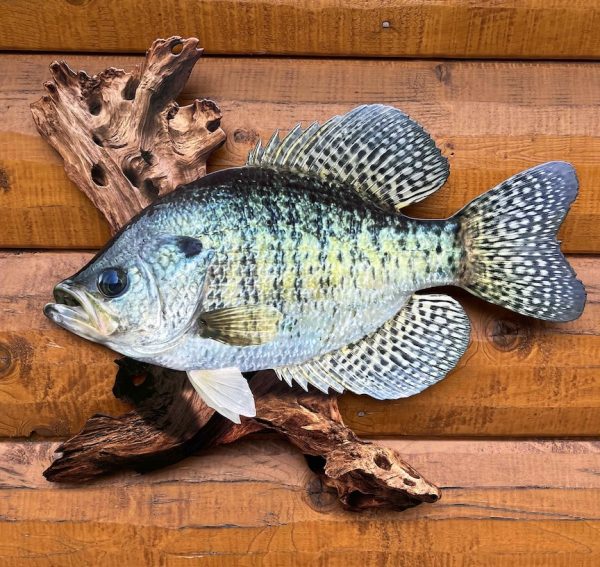 18 Inch White Crappie Replica Driftwood Scene | Reelistic Replicas