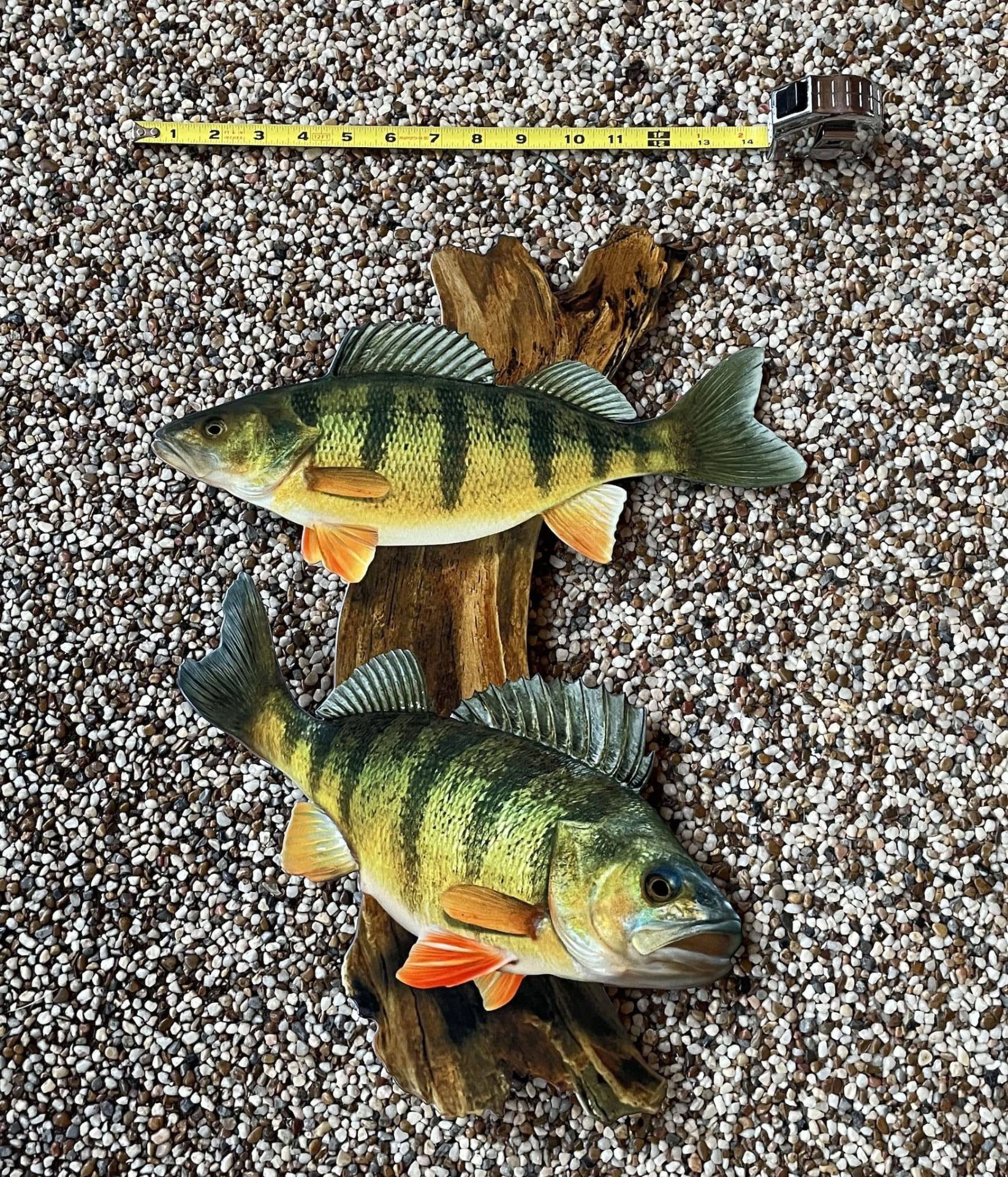 Perch Replica Driftwood Scene | Reelistic Replicas