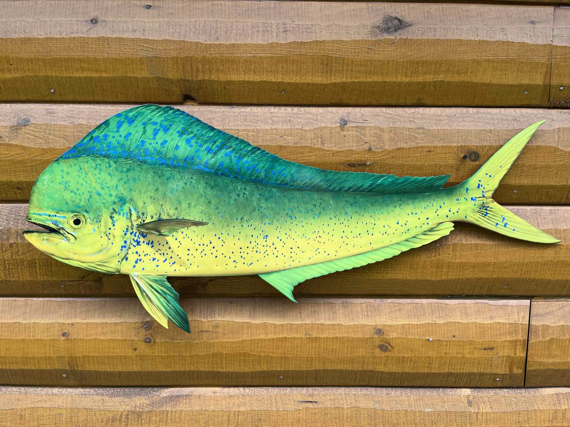 Mahi Mahi Replica Mount Straight Pose | Reelistic Replicas