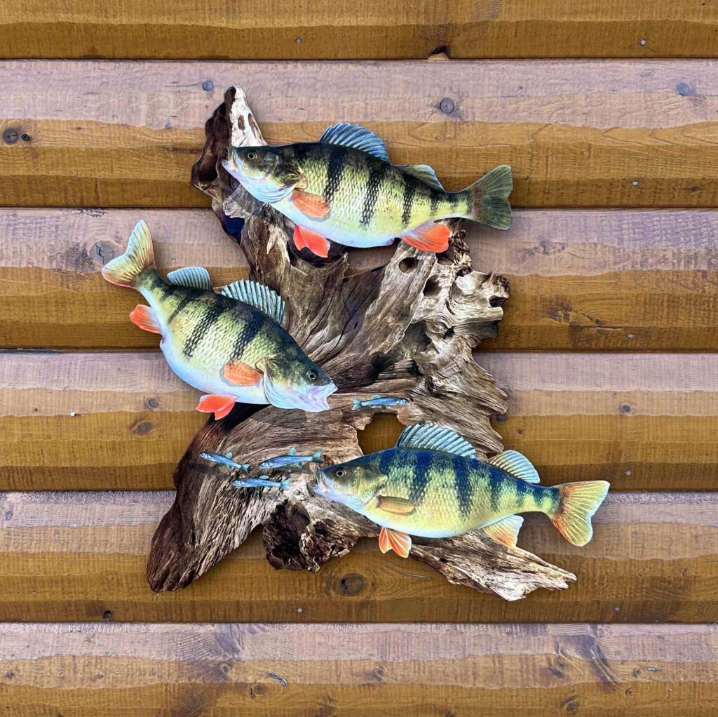 Jumbo Perch Replica Driftwood Art | Reelistic Replicas