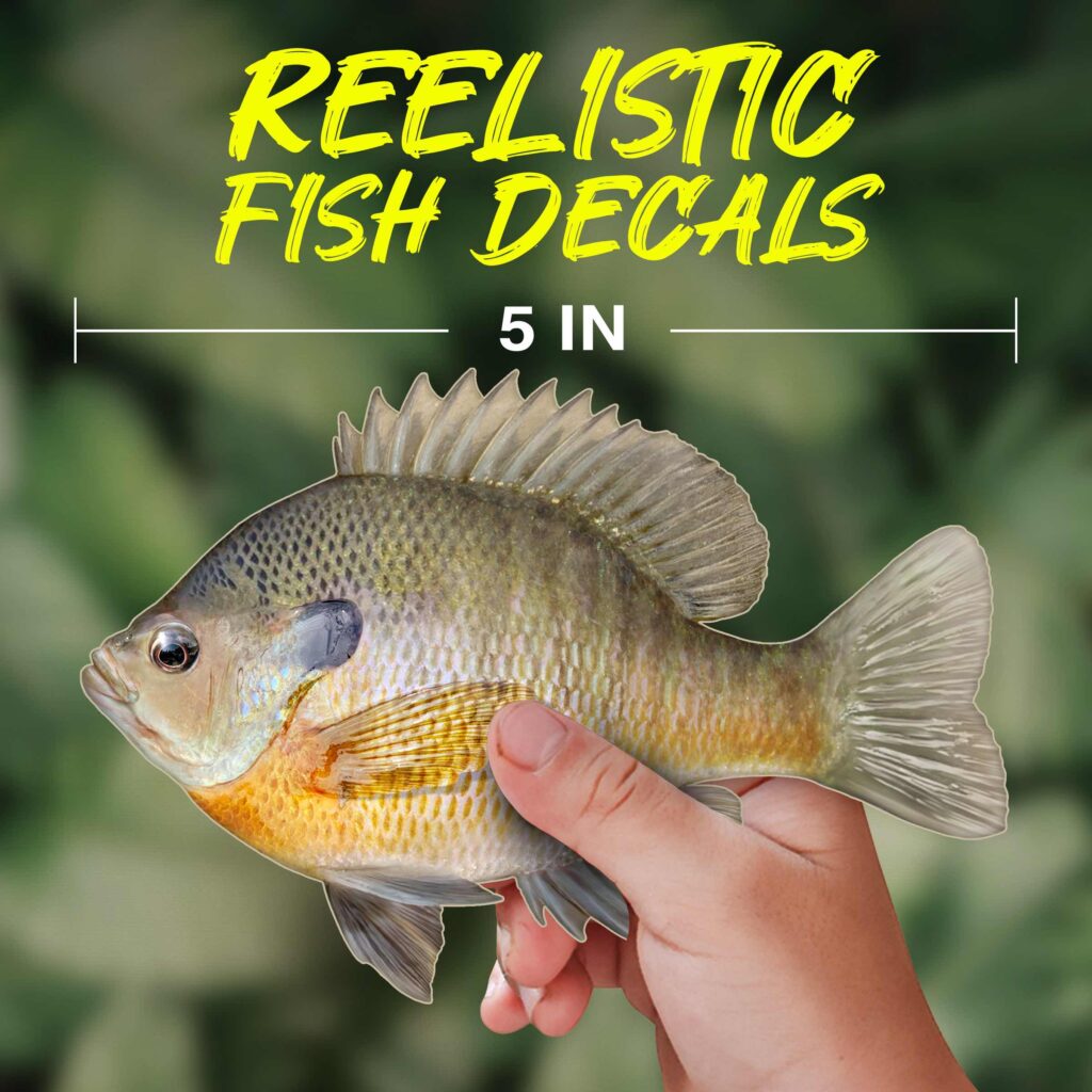 Bluegill Fish Decal | Reelistic Replicas