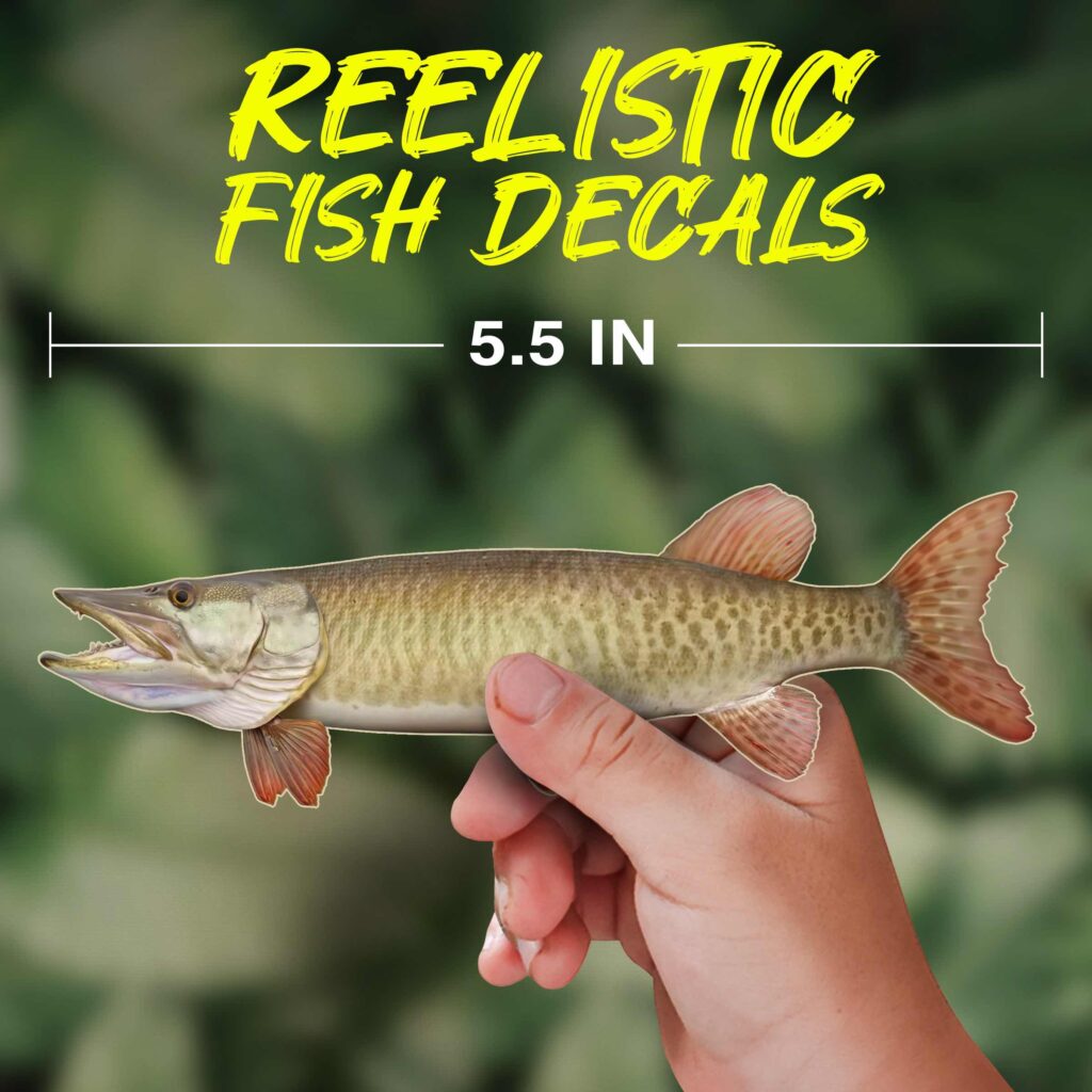 Muskie Fish Decal | Reelistic Replicas