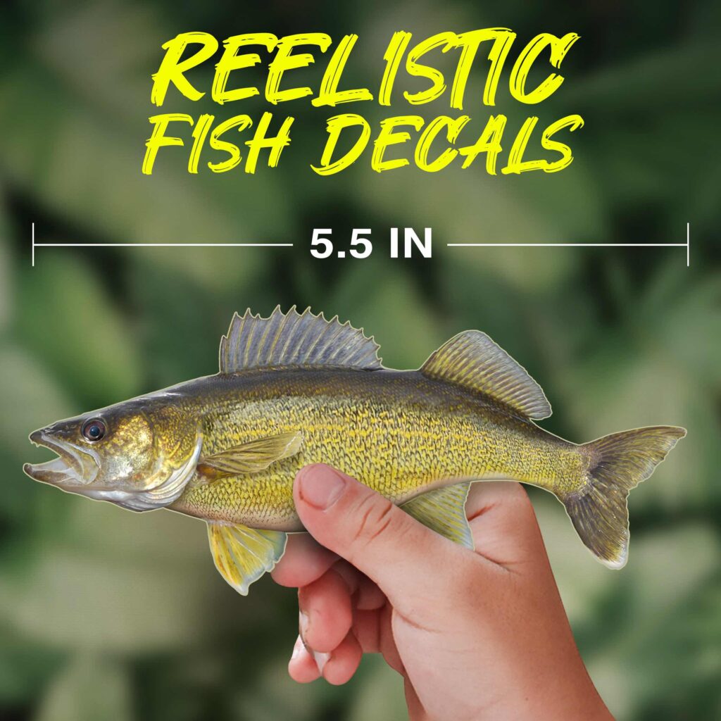 Walleye Pike Fish Decal | Reelistic Replicas