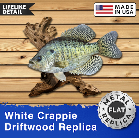 18 Inch White Crappie Replica Driftwood Scene | Reelistic Replicas