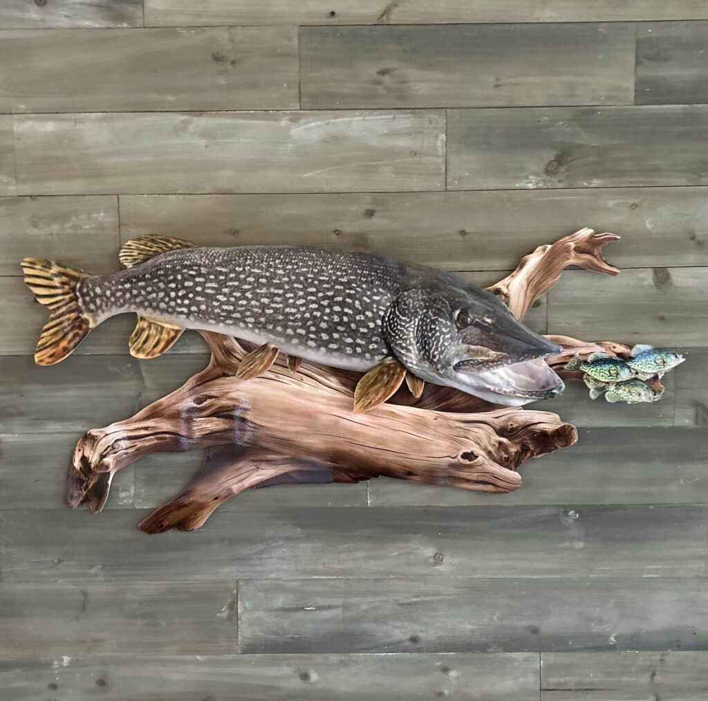 Northern Pike Driftwood Scene | Reelistic Replicas